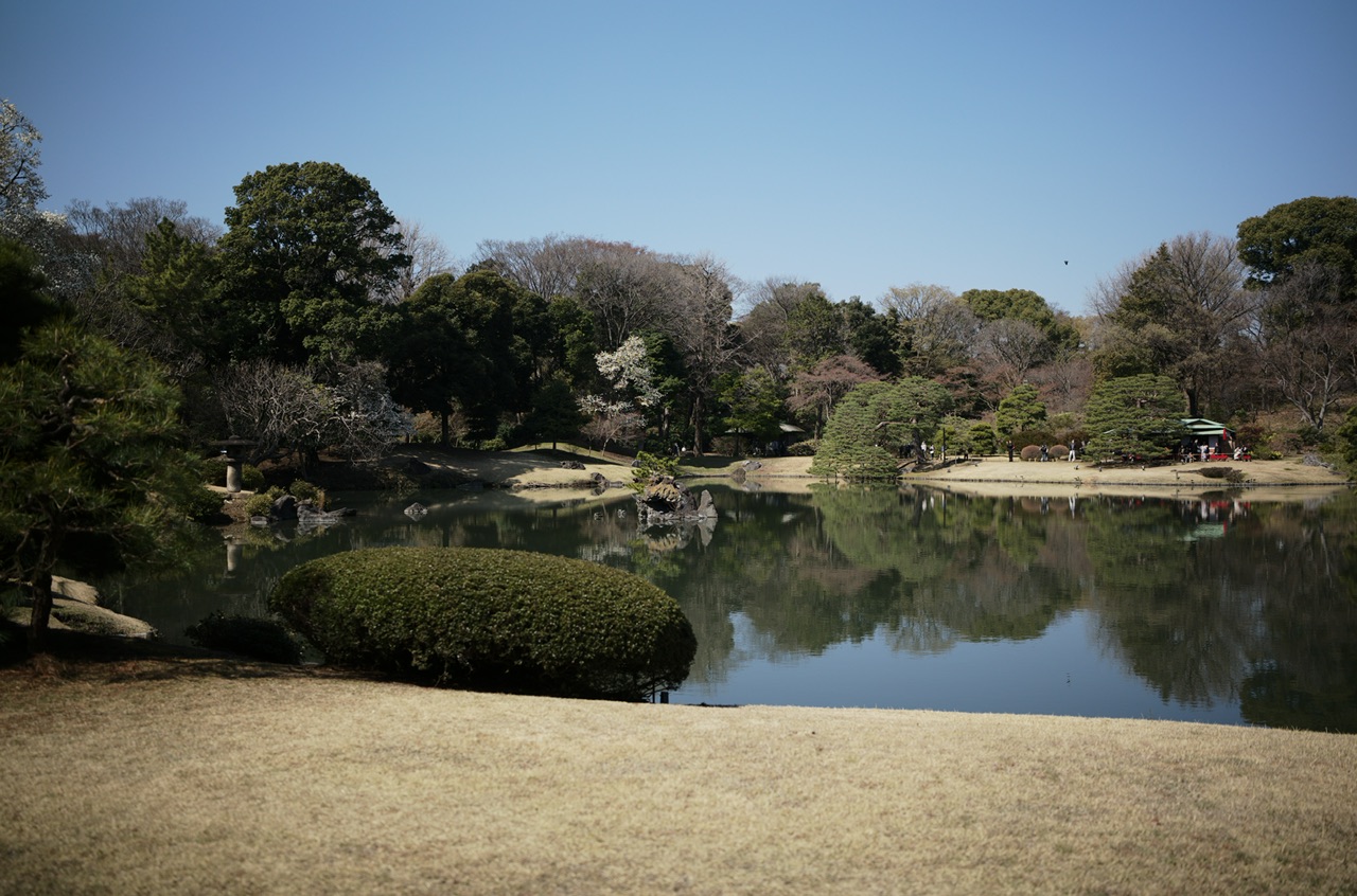Sakura in Rikugien, Tokyo, Japan. Full bloom on 20th Mar. 2023 – Yohei ...