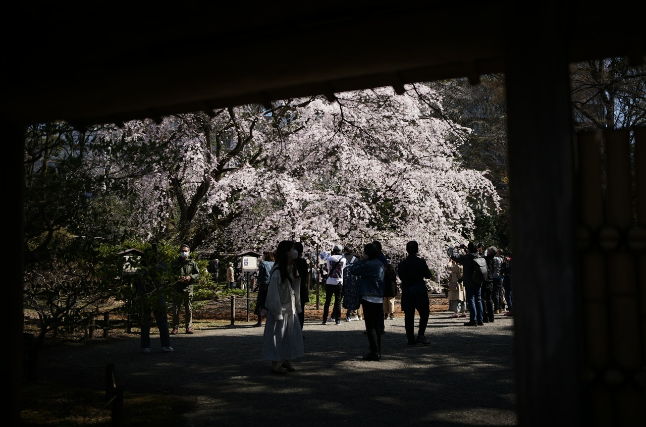 Sakura in Rikugien, Tokyo, Japan. Full bloom on 20th Mar. 2023 – Yohei ...